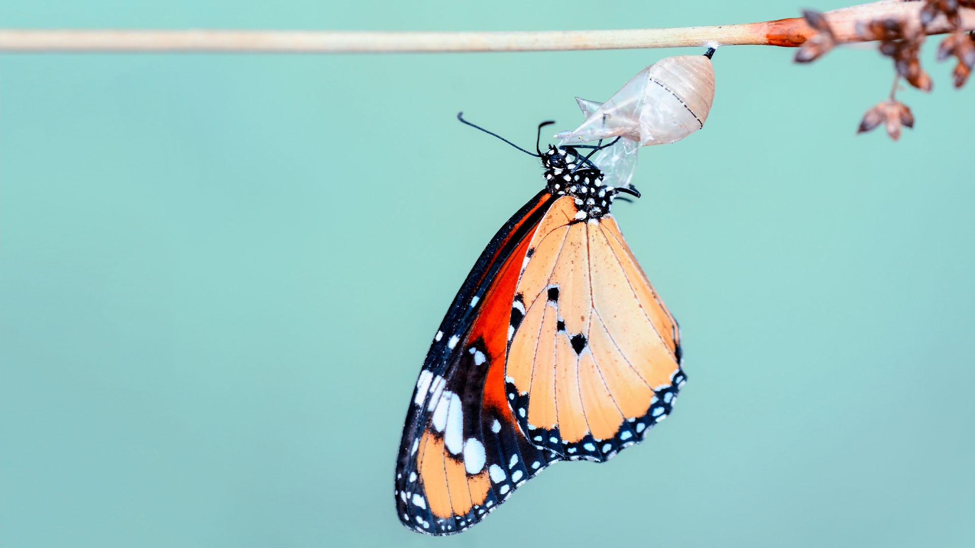 Cocoon. by Brother Richard Hendrick