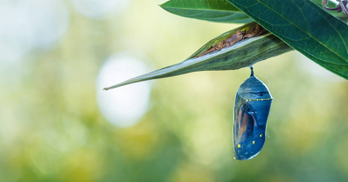 Creating the Conditions for a Crisis to Become a Chrysalis. by Chip Conley