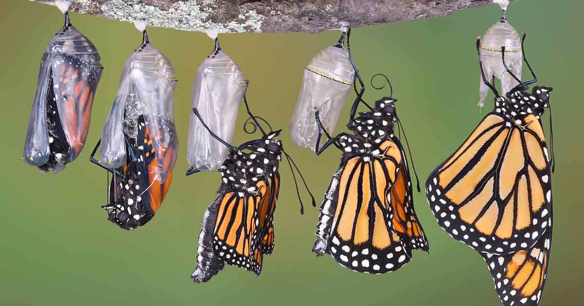 The Chrysalis Era: No Longer Young, Not Yet Old by Chip Conley