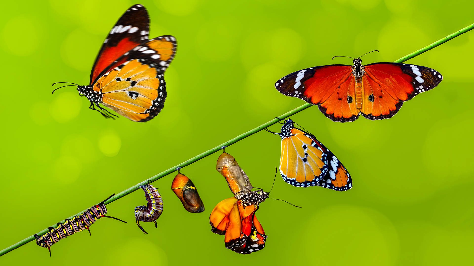 The Tragedy of the Bummed-out Butterfly. by Chip Conley