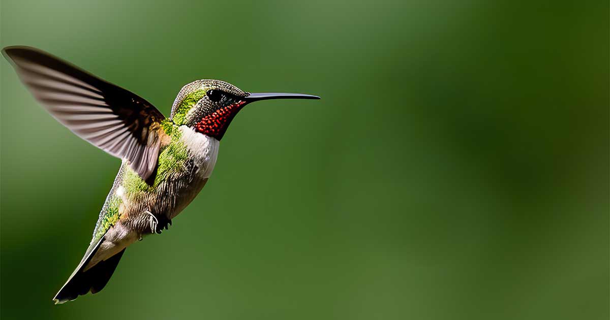 The Undergird of the Hummingbird. by Chip Conley