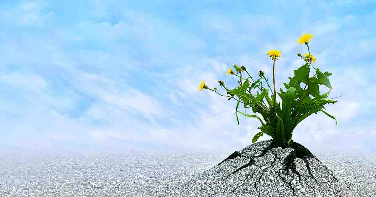 The Year of Living Resiliently. by Chip Conley