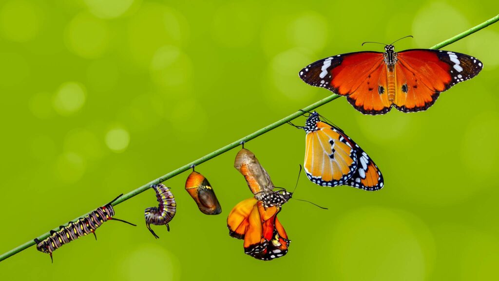 Where are the Midlife Rites of Passage? by Chip Conley