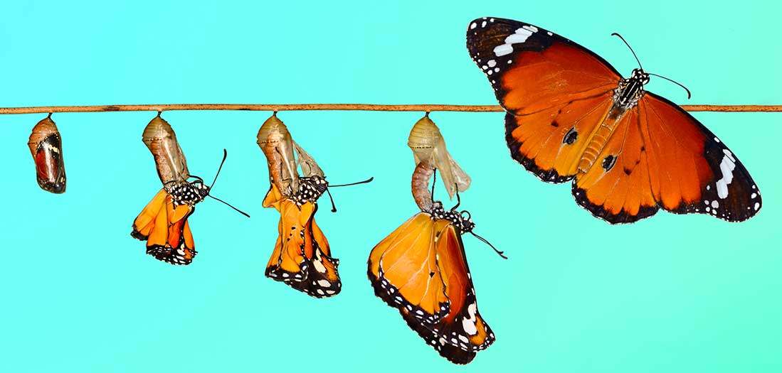 Your Midlife Chrysalis. by Chip Conley
