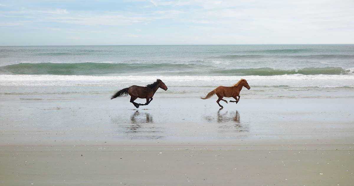 Riding Waves, Riding Horses: The Value of a Beginner’s Mind by Chip Conley